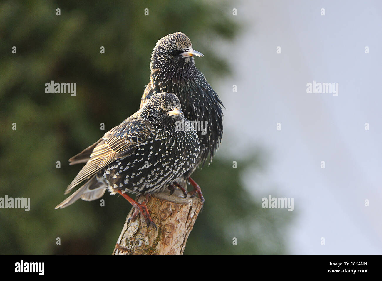 Winterfuetterung hi-res stock photography and images - Alamy