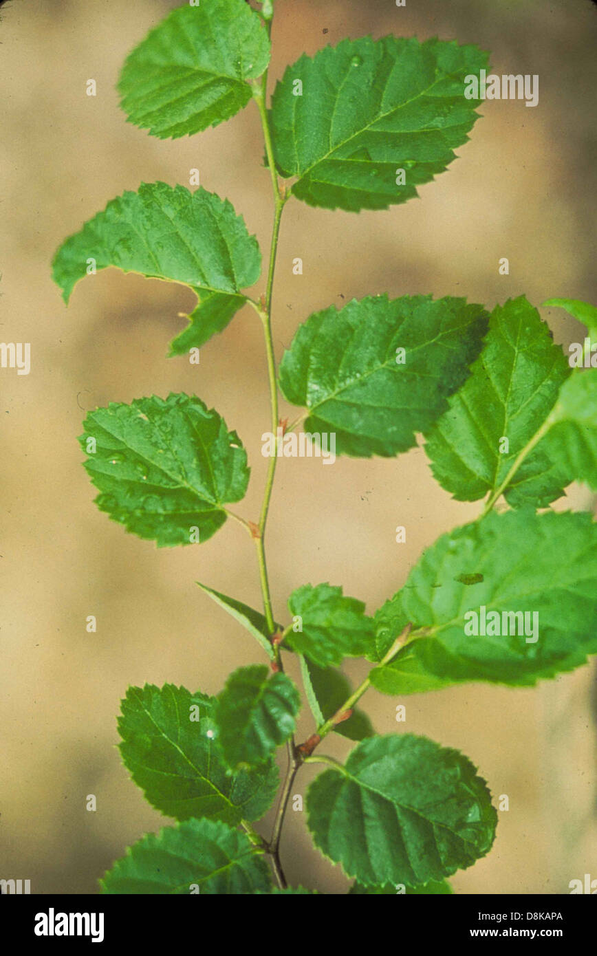 The Virginia round leaf birch (Betula uber) is a deciduous tree known ...