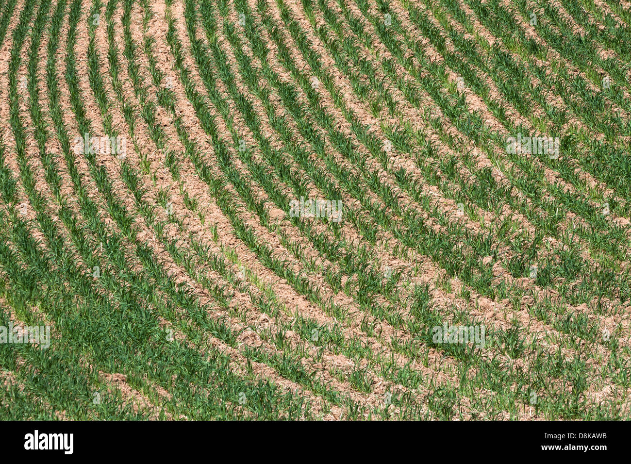 Farm Land, green wheat fields Stock Photo - Alamy