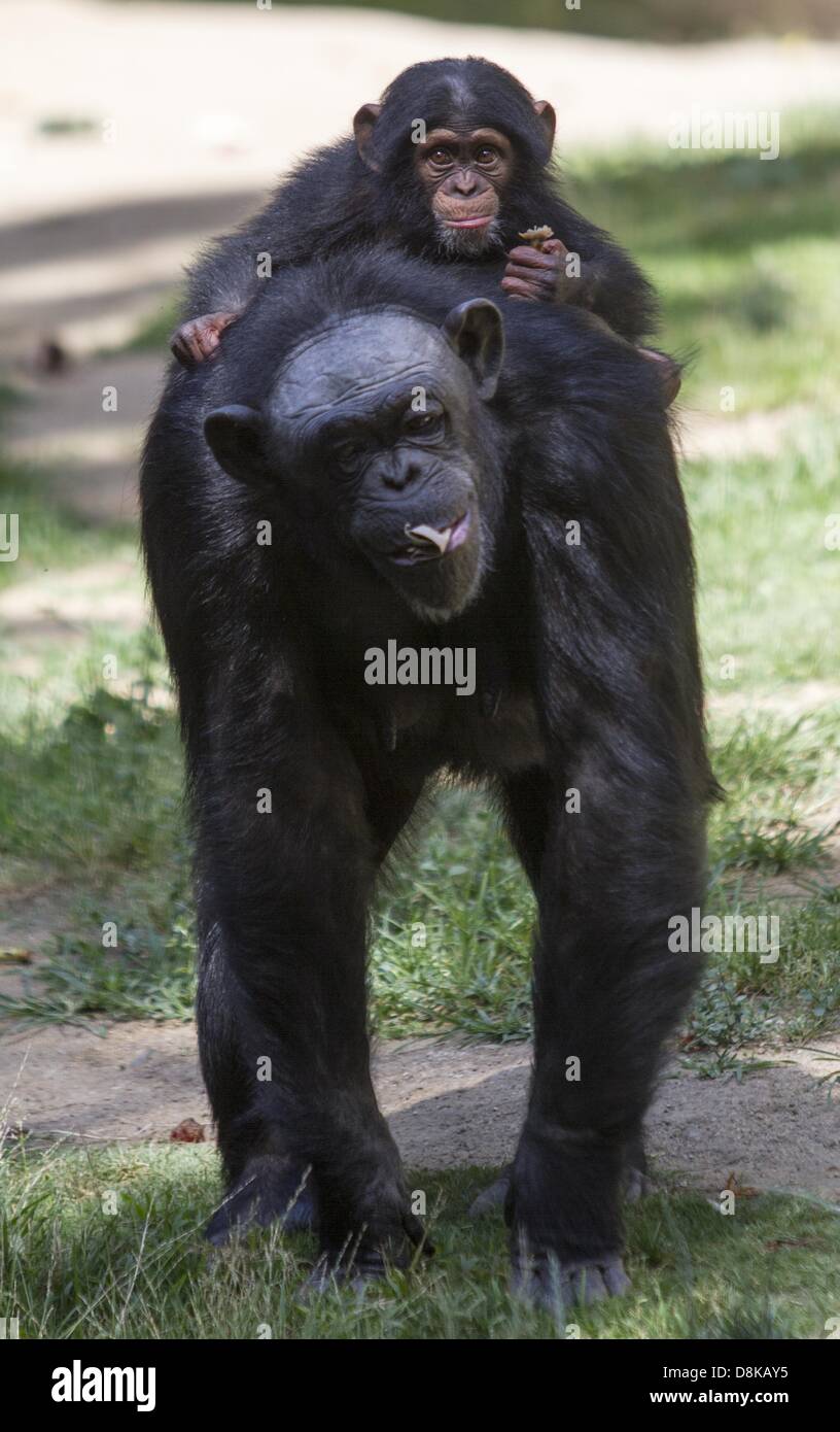 May 30, 2013 - Los Angeles, California, U.S - Chimpanzee mother, Regina ...