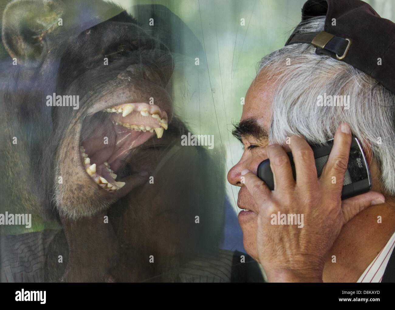 Chimpanzee zoo glass hi-res stock photography and images - Alamy