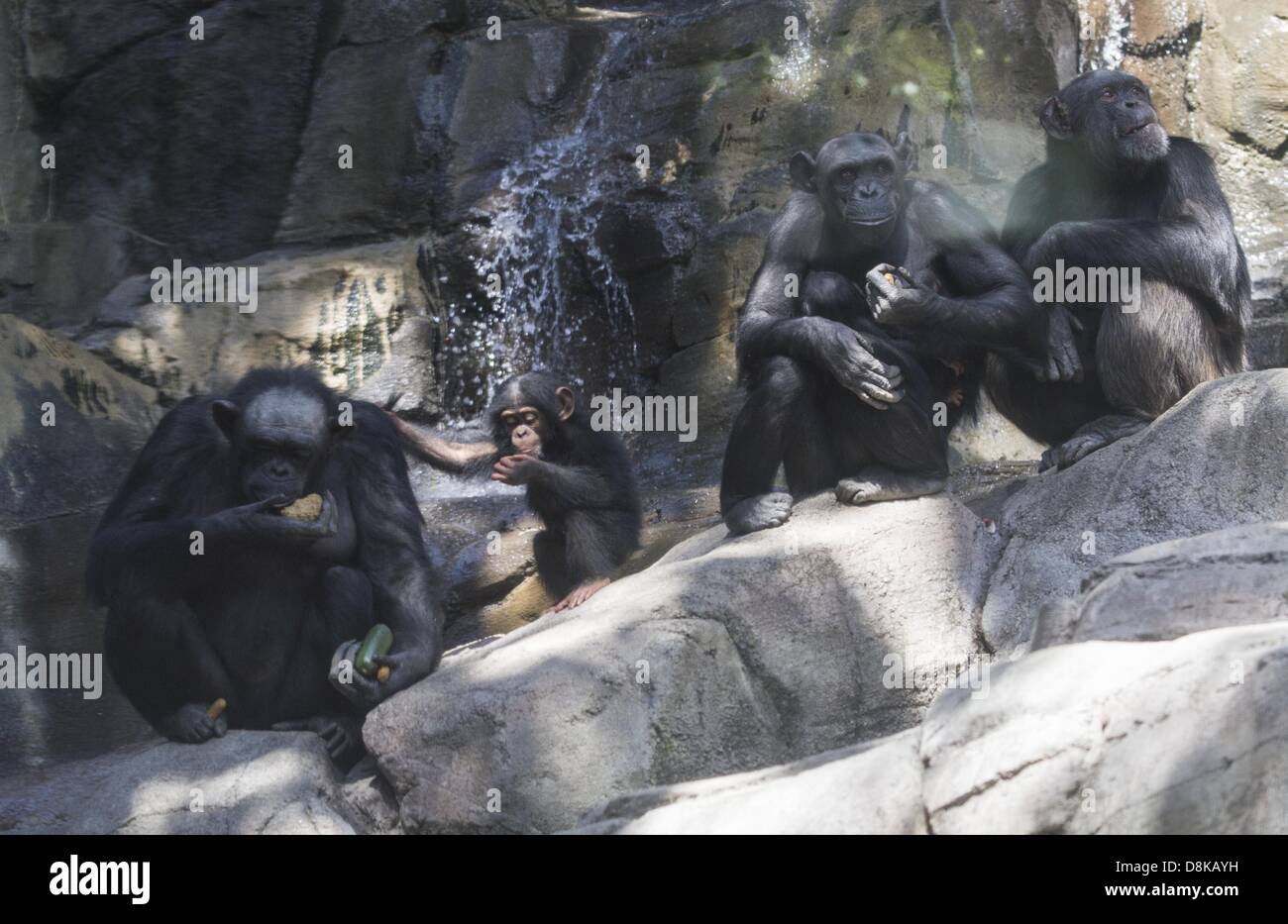 Zuri zoo hi-res stock photography and images - Alamy