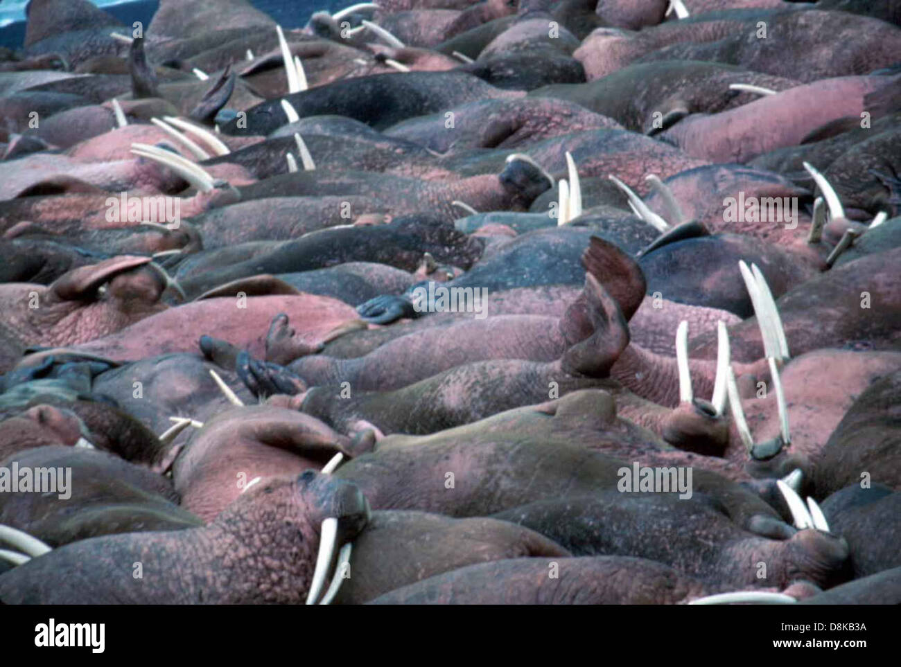 A group of walruses, large marine mammals with prominent tusks, are ...