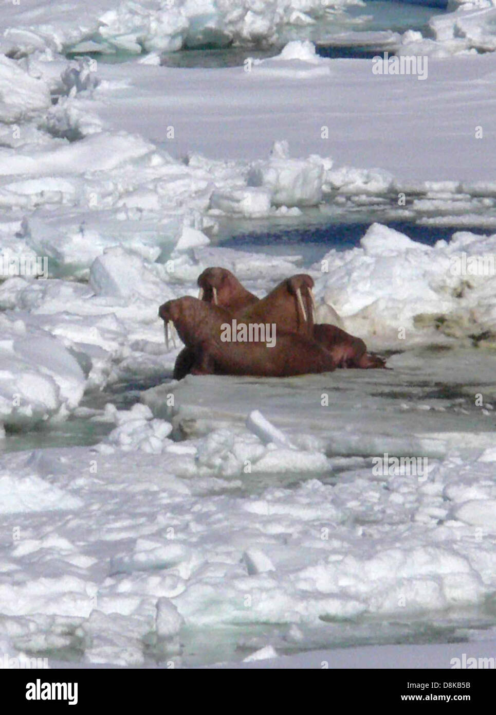 A group of walruses is seen resting on a floating ice pack in the ...