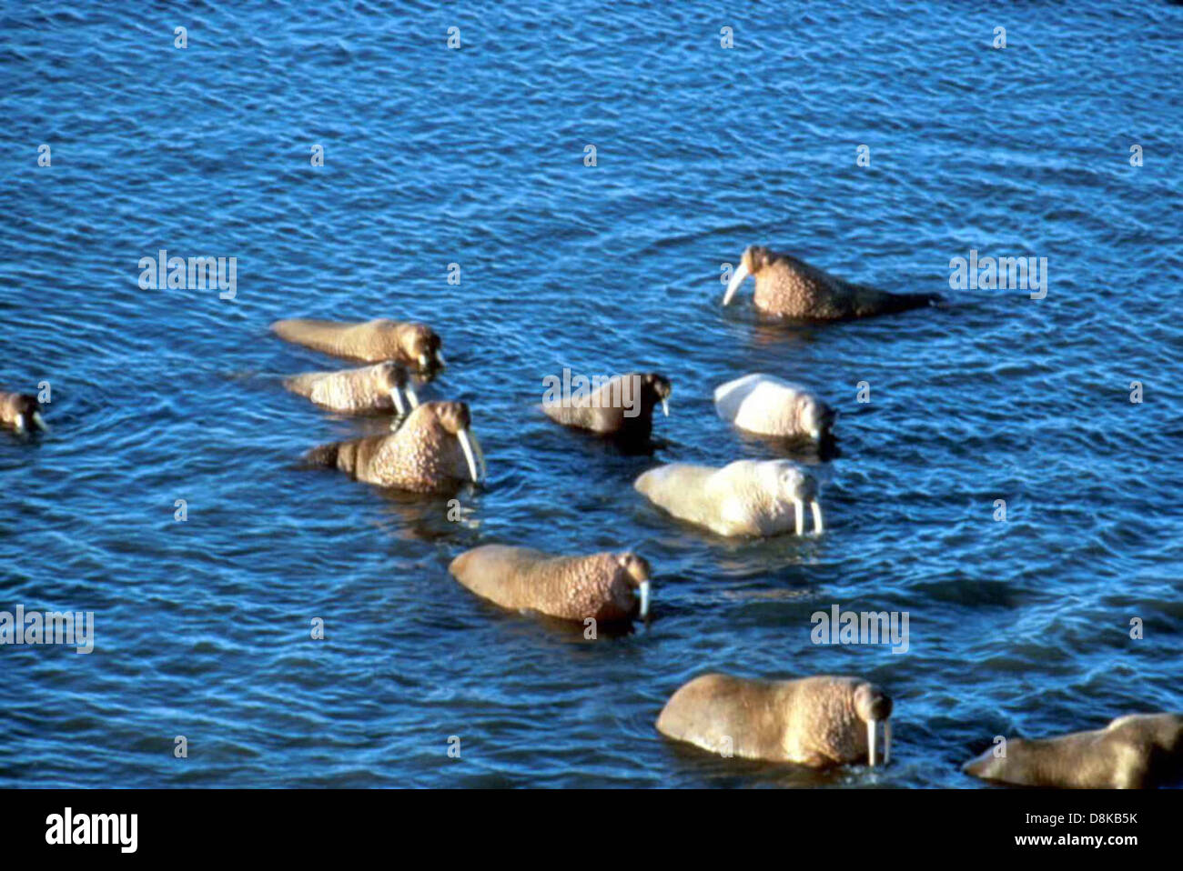 A group of walruses with large tusks are seen in the ocean water. These ...