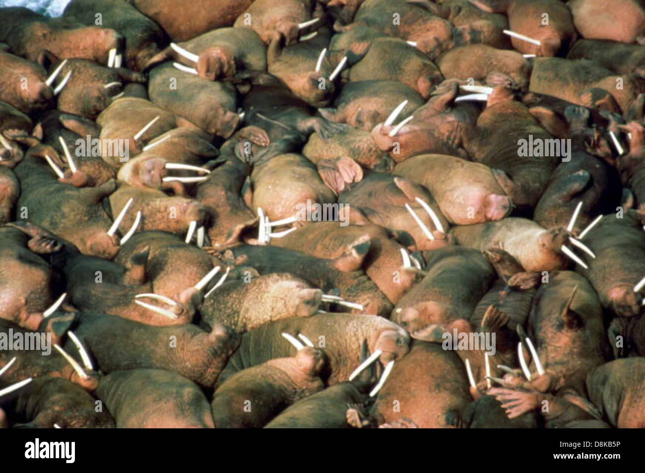 A group of walruses clings together on an icy shore, resting close to ...