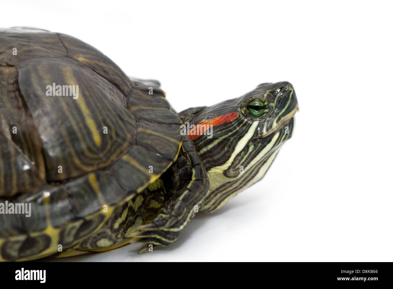 Small turtle on white background Stock Photo - Alamy