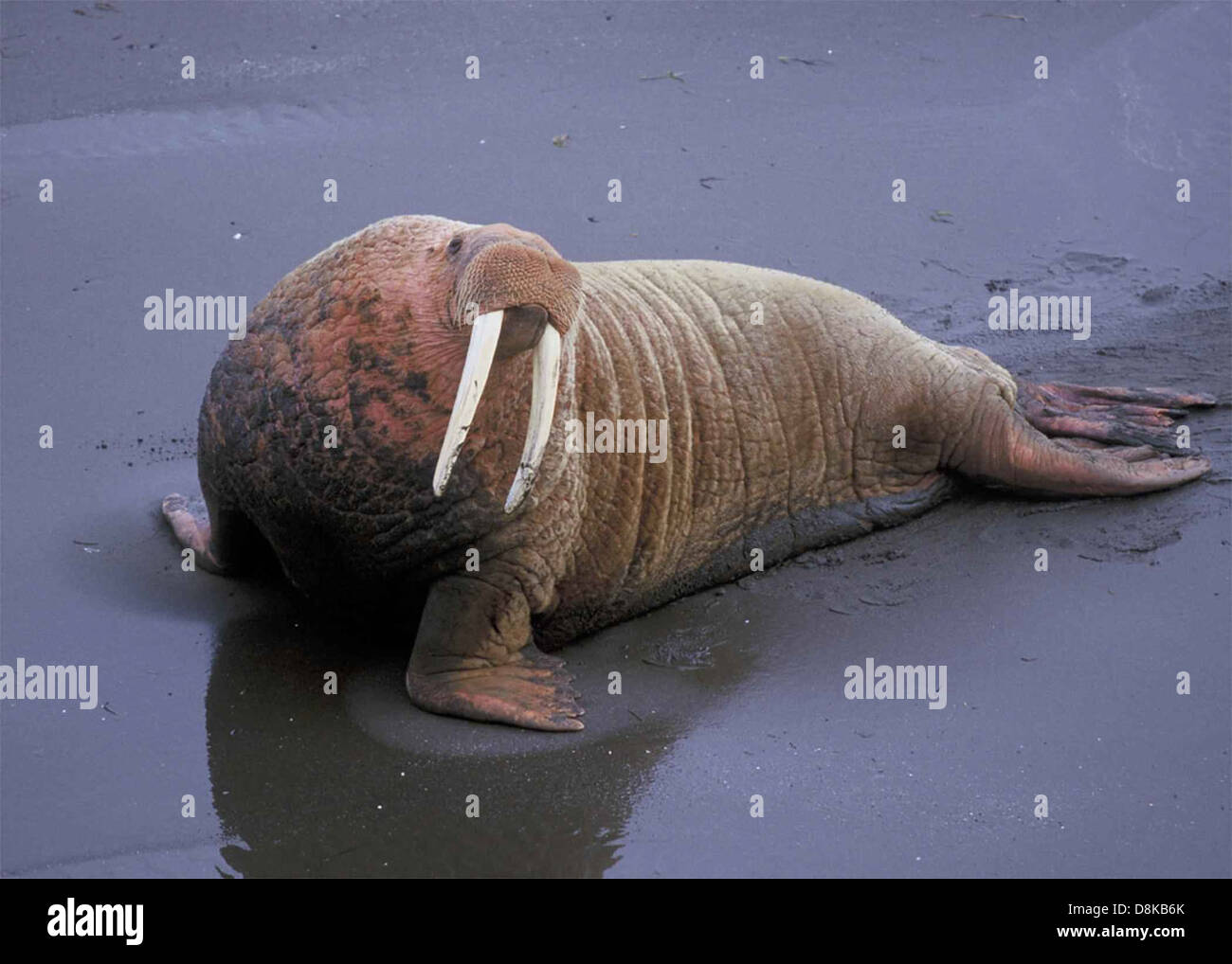 Walrus animal male detailed photo Stock Photo - Alamy