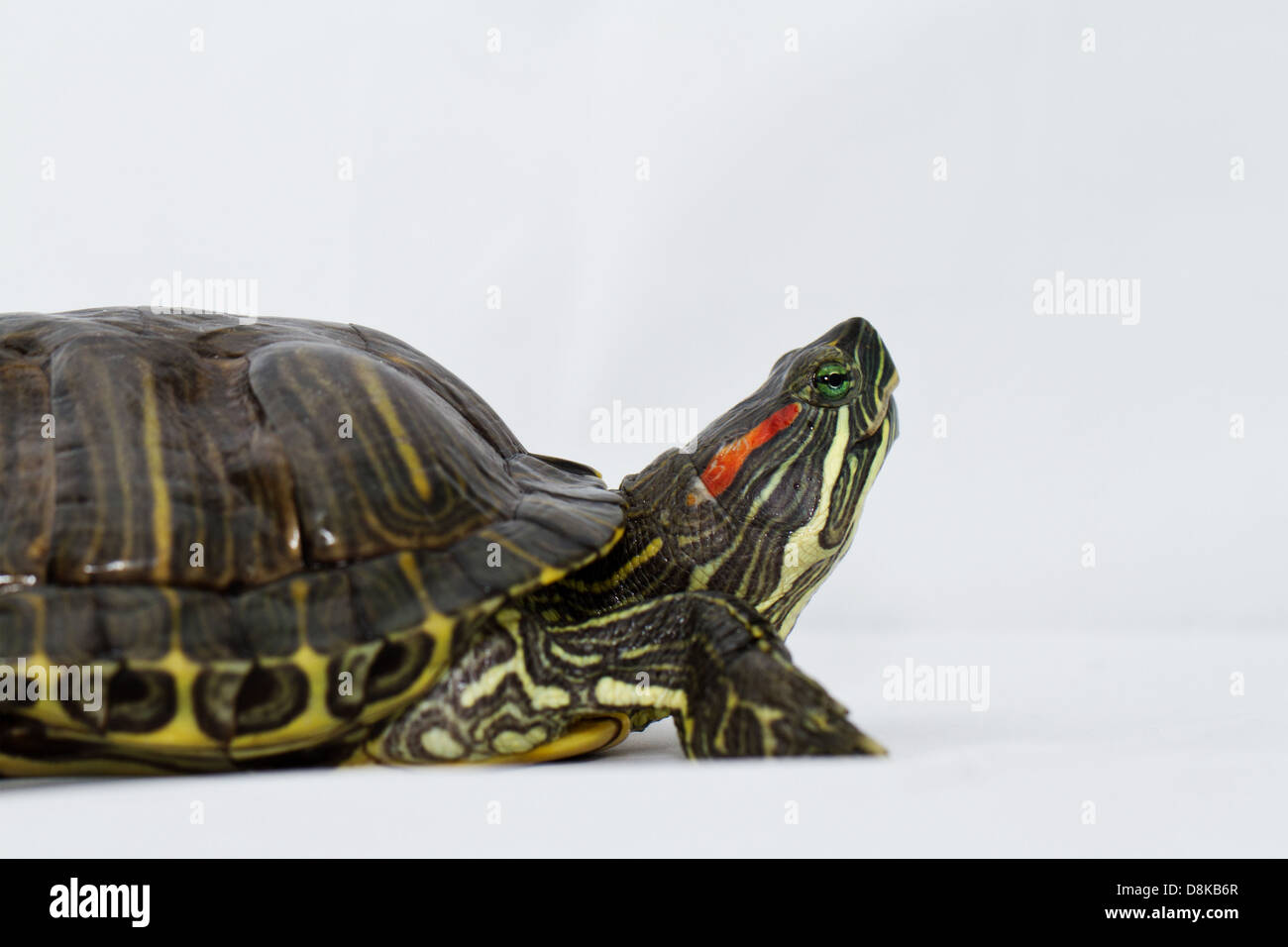 Small turtle on white background Stock Photo - Alamy
