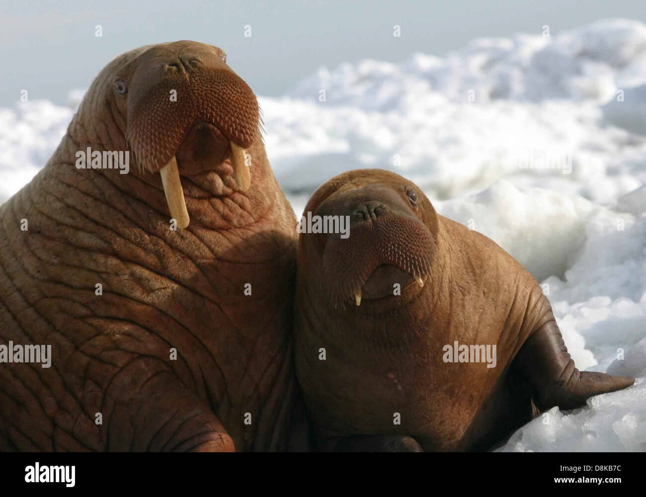 Walrus calf hi-res stock photography and images - Alamy
