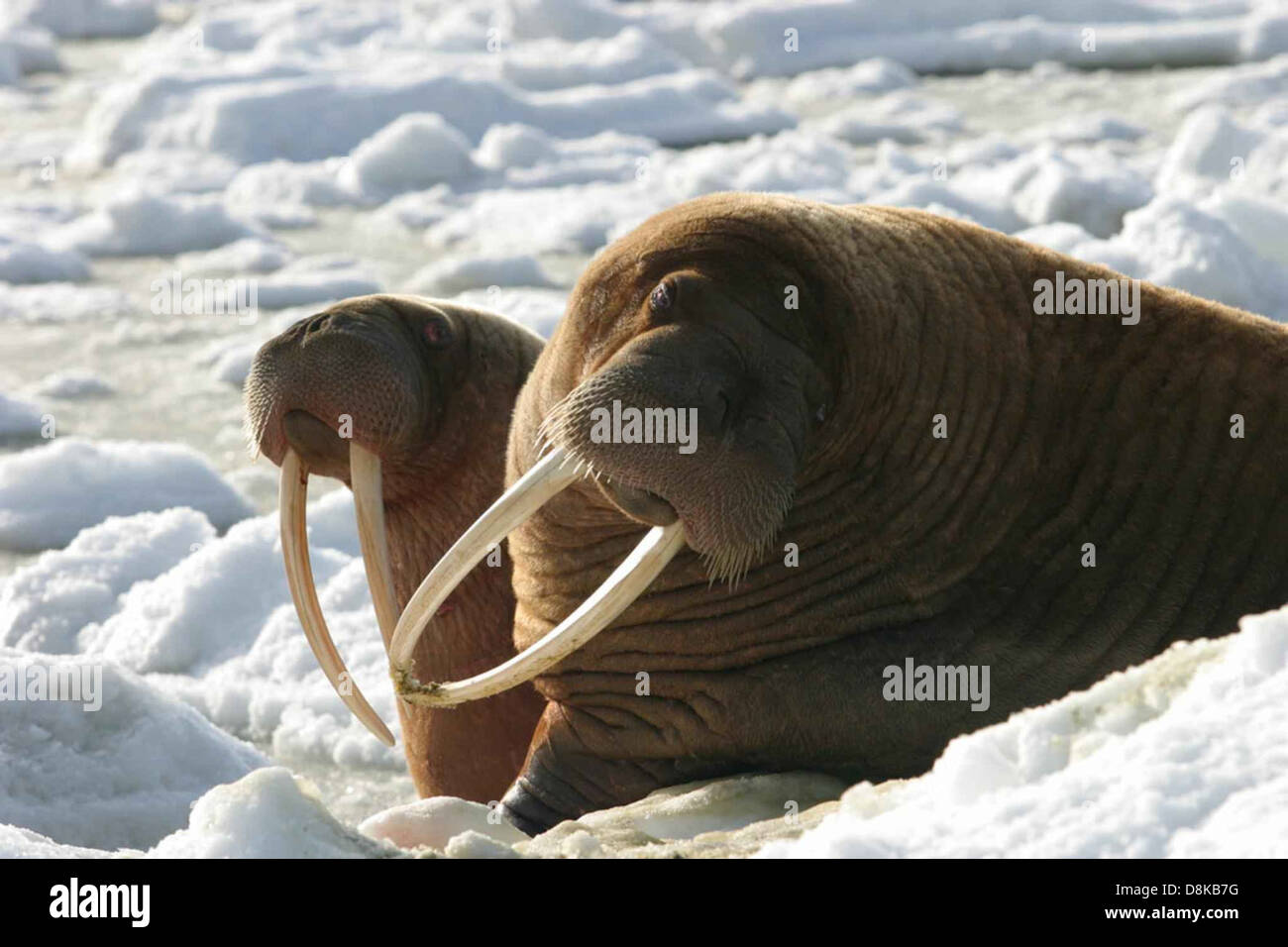 Walrus calf hi-res stock photography and images - Alamy