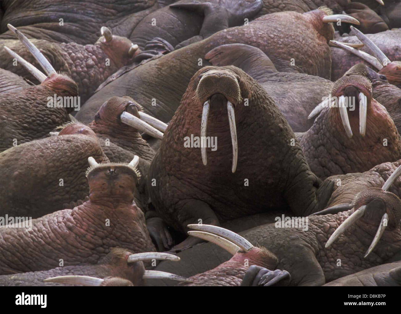 Walrus Herd Stock Photos & Walrus Herd Stock Images - Alamy