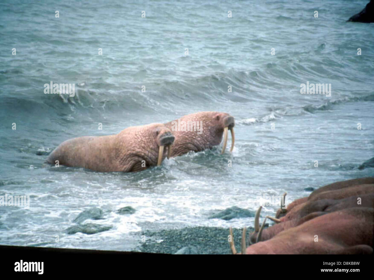 Male walruses are often seen in groups, particularly during breeding ...