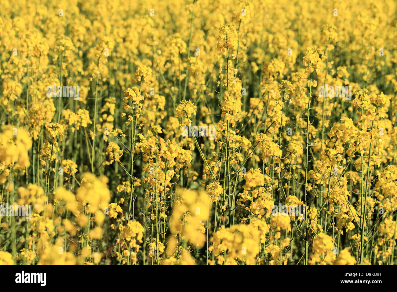 Colourful field of rapeseed Stock Photo - Alamy
