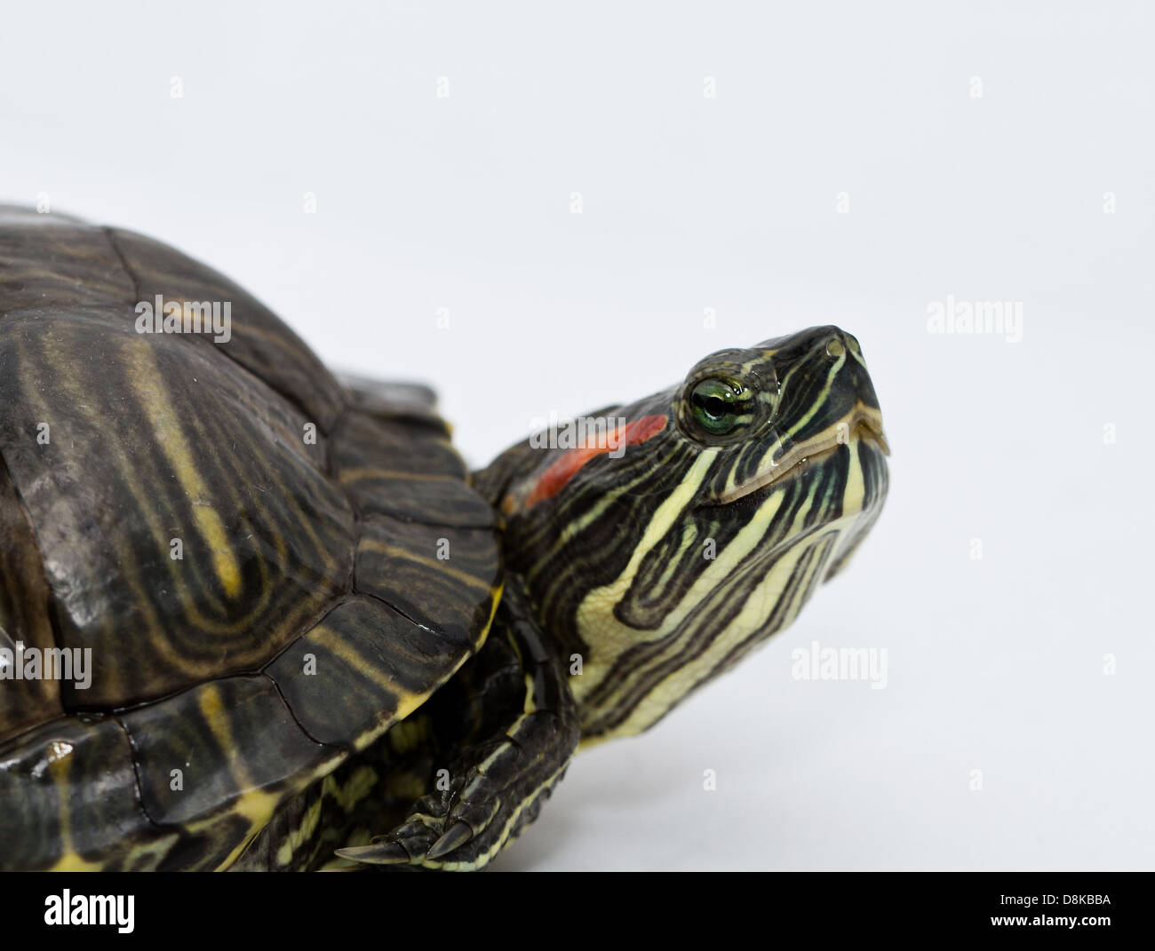 Small turtle on white background Stock Photo - Alamy