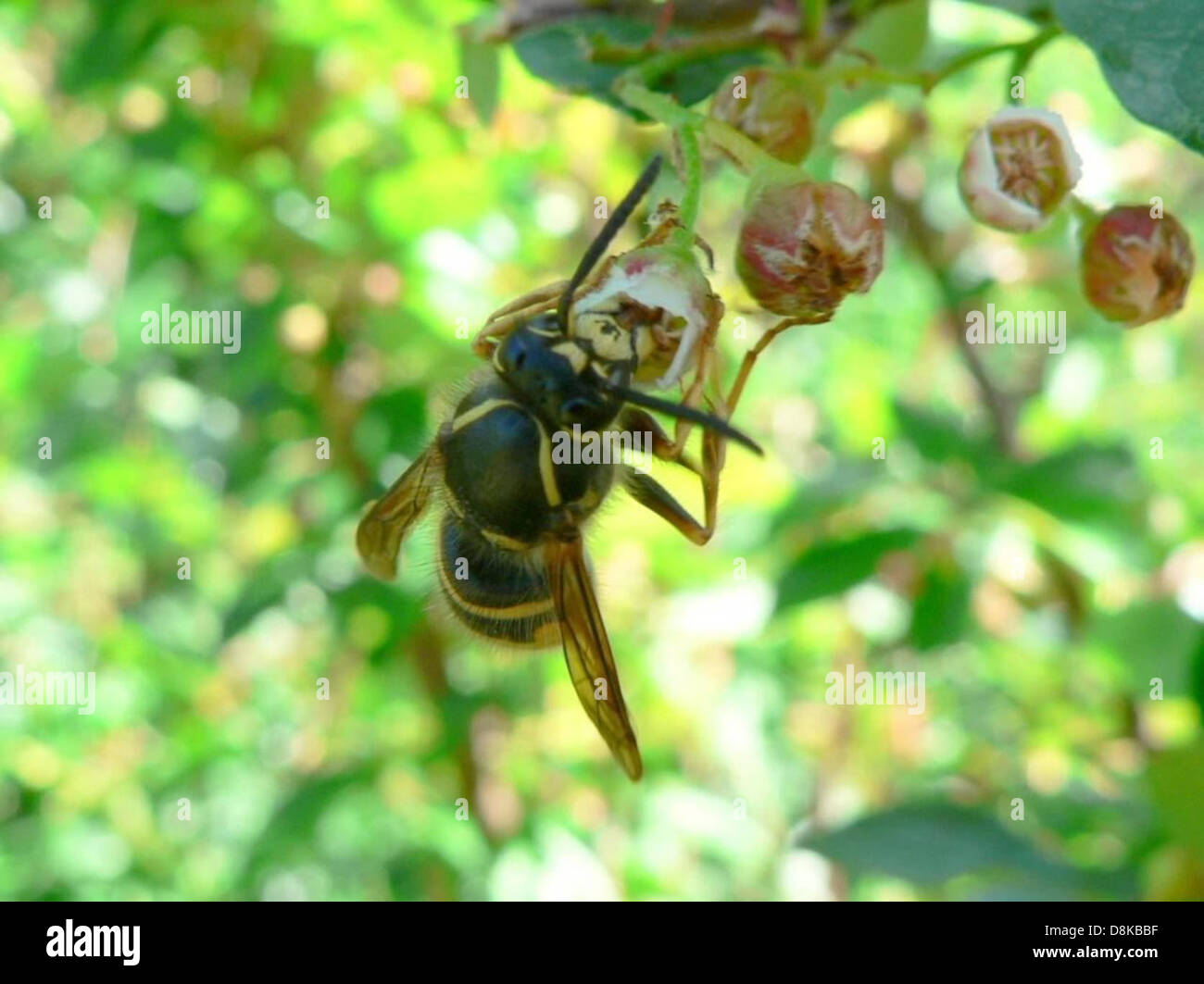 A close-up image of a wasp, showcasing its distinct body structure ...