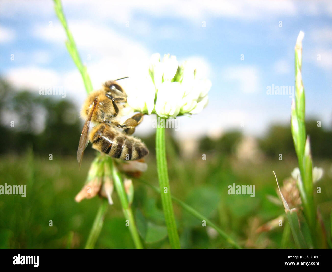 A close-up image of a wasp resting in grass, showing its distinctive ...
