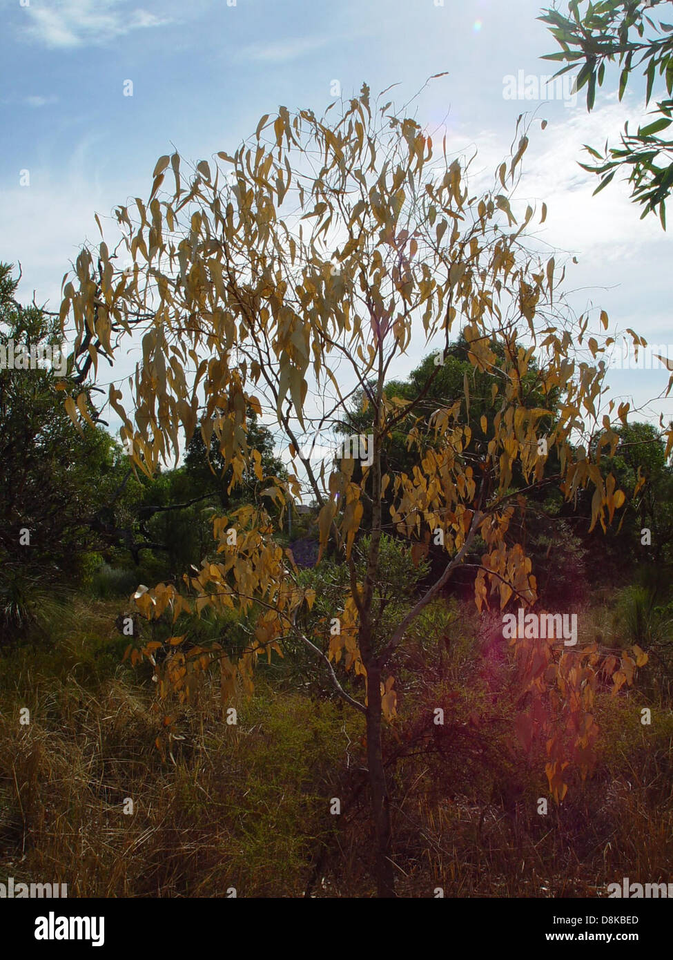 This image shows a tree in a park that has been affected by water shock ...