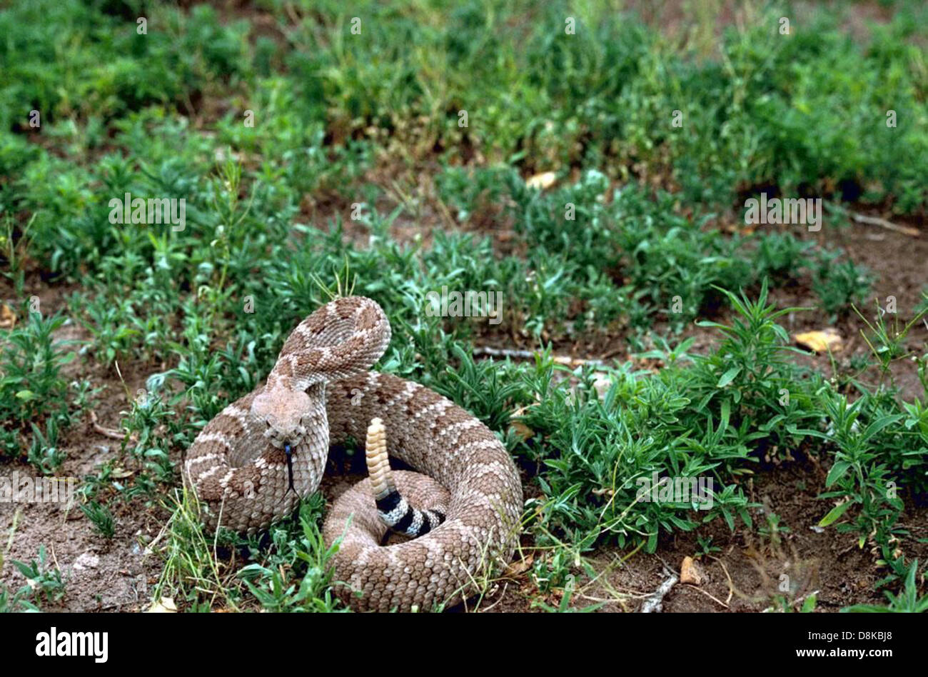 Tail western diamondback rattlesnake hi-res stock photography and ...