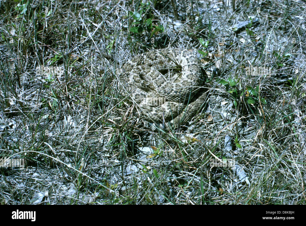 The Western diamondback rattlesnake (Crotalus atrox) is a venomous ...