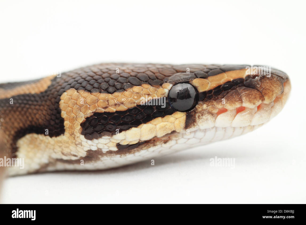Ball Python close up (Python Regius Stock Photo - Alamy