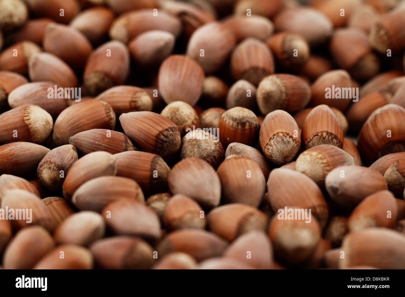 Hazelnut close up isolated (background Stock Photo - Alamy