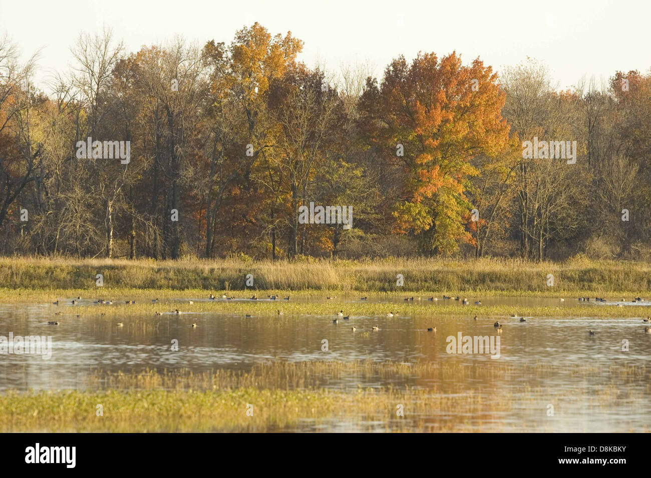 A serene wetland scene featuring autumn trees in the background with ...