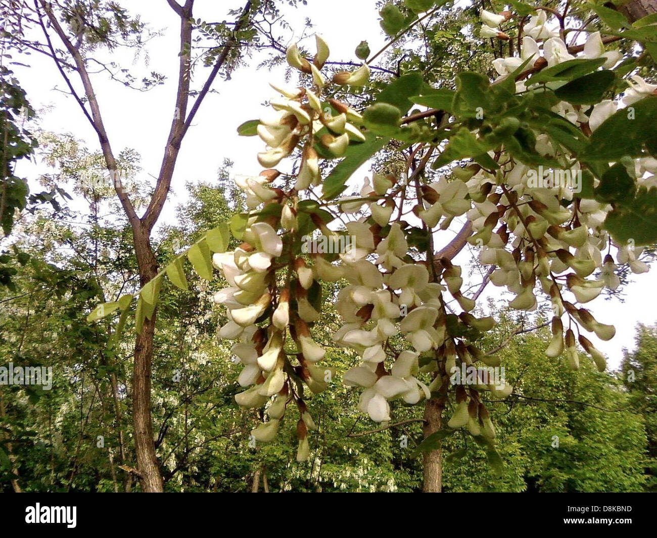 White acacia clusters blossoms hi-res stock photography and images - Alamy