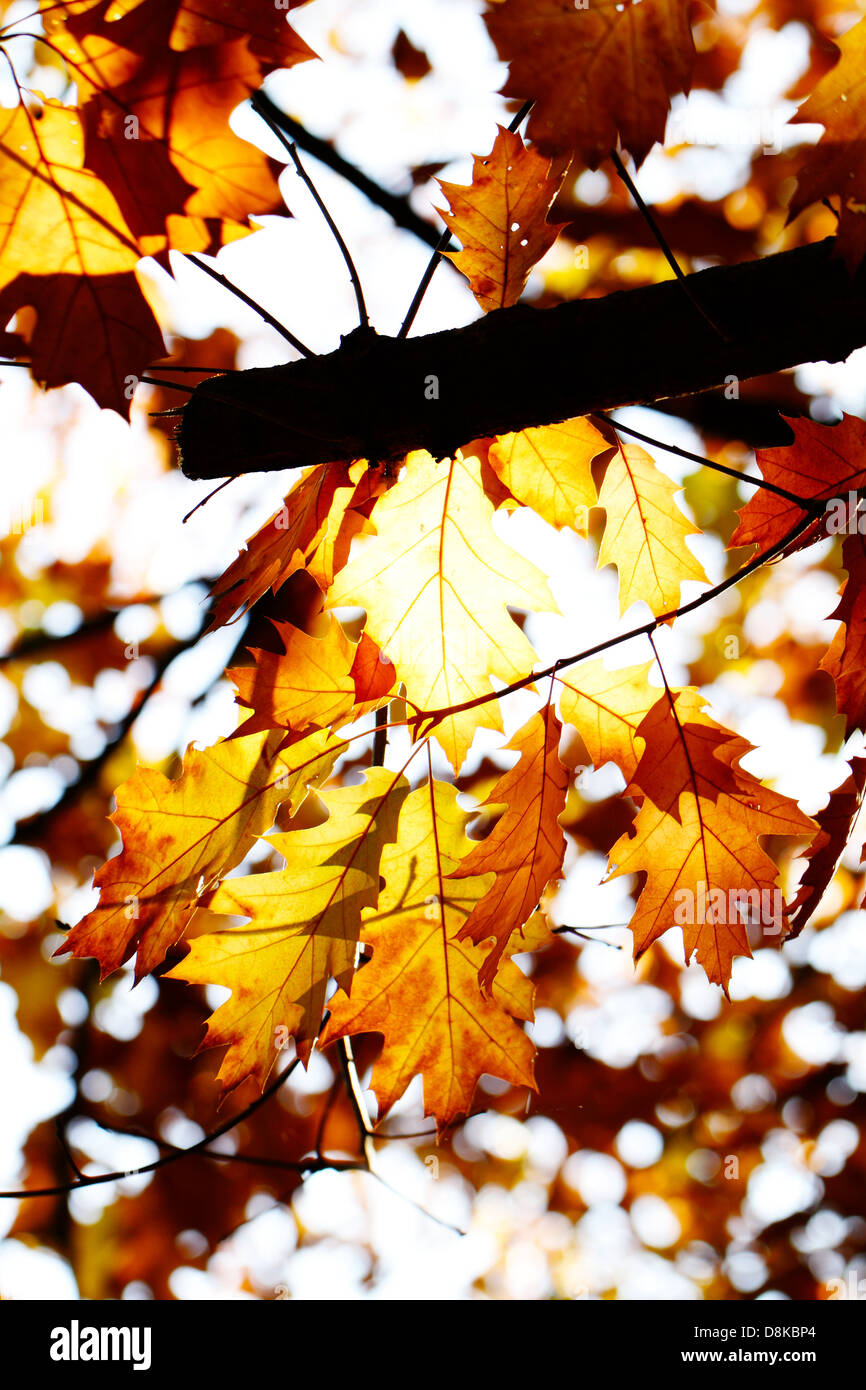 Autumn maple leaves background Stock Photo - Alamy