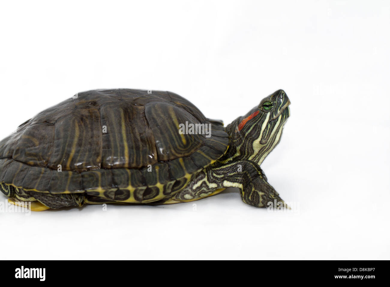 Small turtle on white background Stock Photo - Alamy