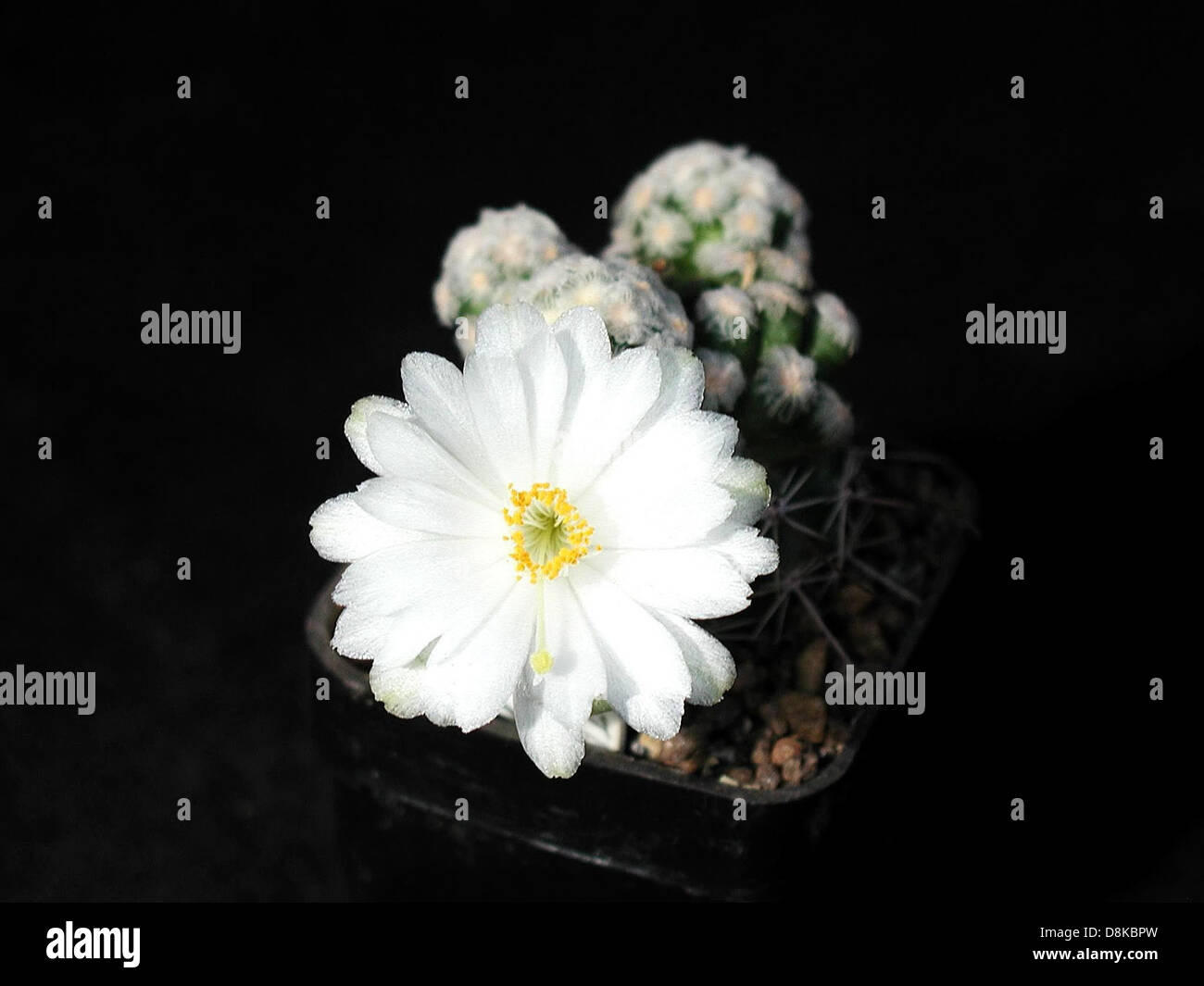A unique white cactus with its spiny, pale appearance. The plant stands ...