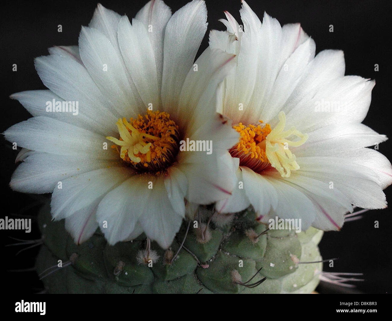 A white cactus flower blooming, showcasing delicate petals and ...