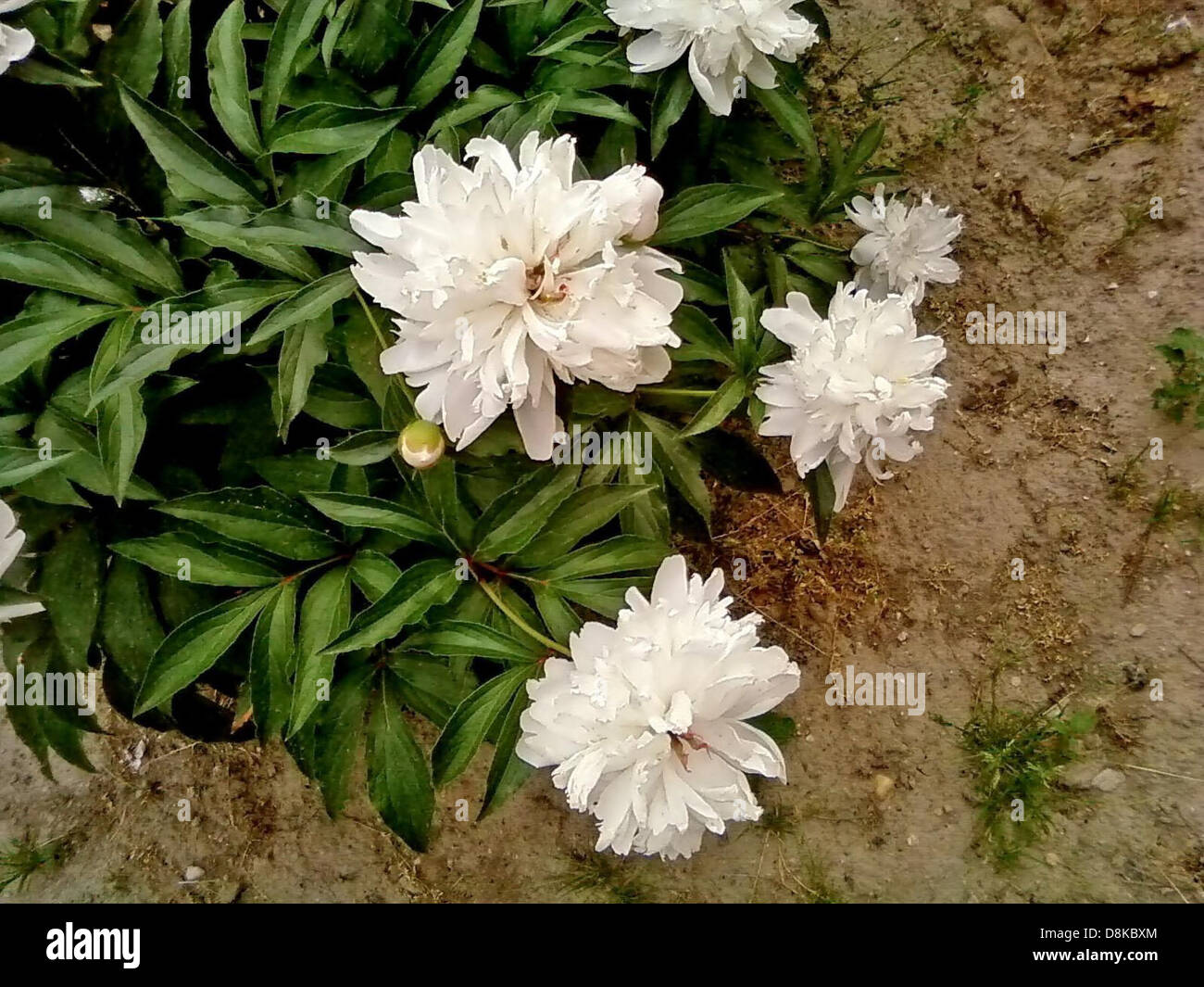 A close-up of a white peony flower showcases its delicate petals and ...
