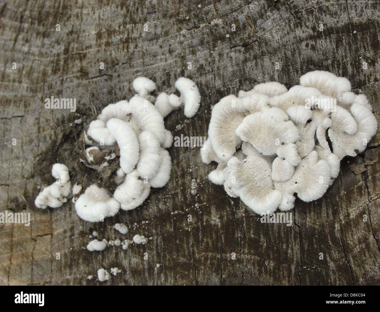 White shelf mushrooms growing in clusters on decaying wood ...