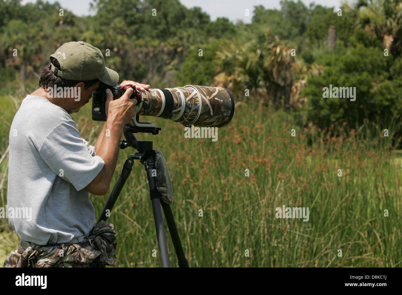 This stock photo shows a wildlife photographer in action, capturing ...