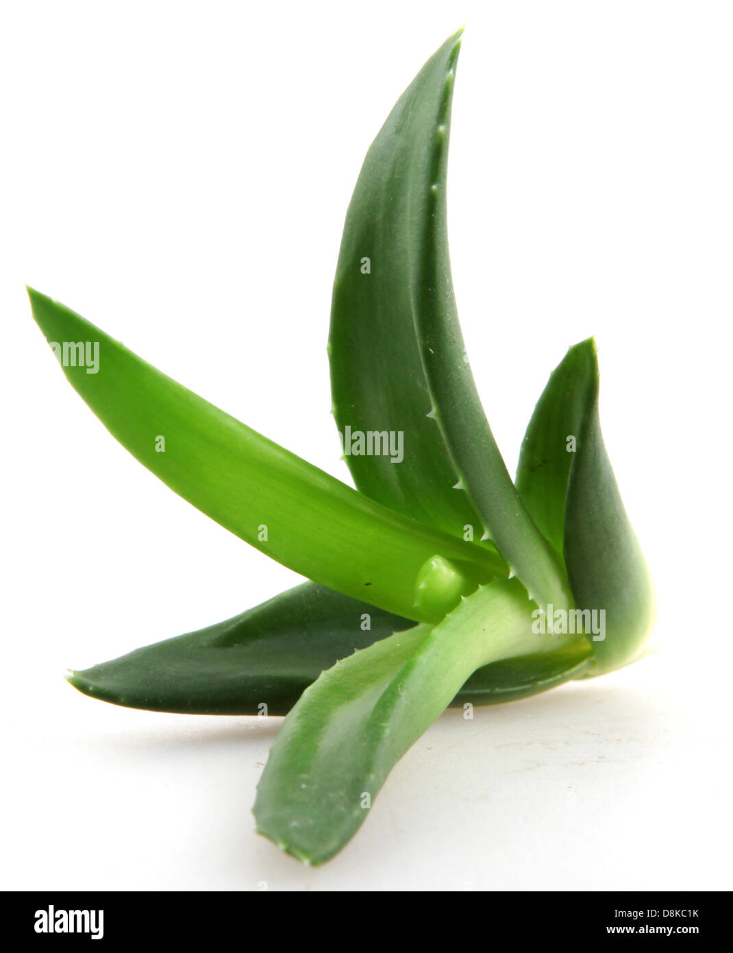 Aloe Vera Leaves Stock Photo - Alamy