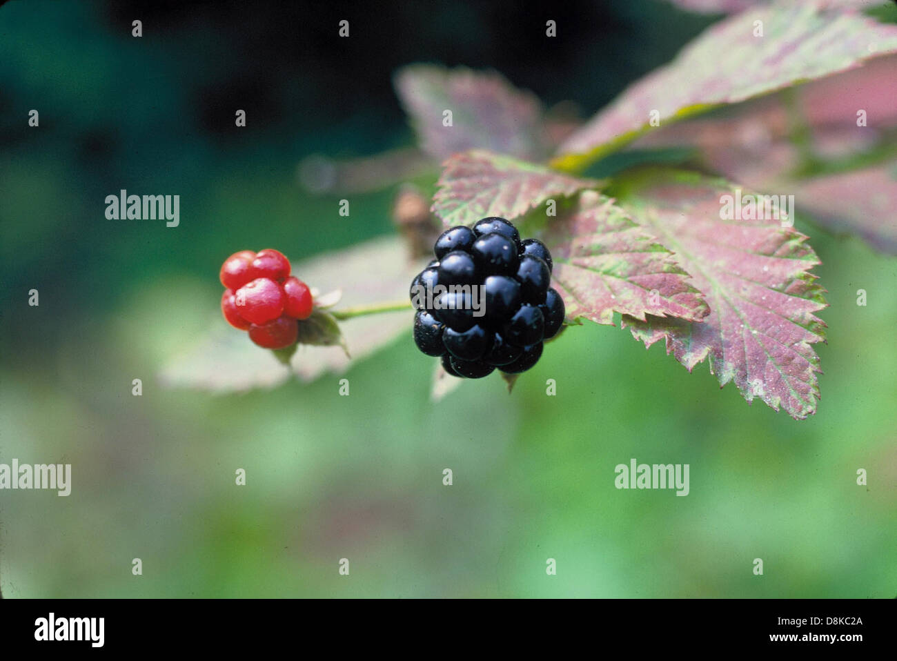 A close-up, high-resolution image of wild blackberries, highlighting ...