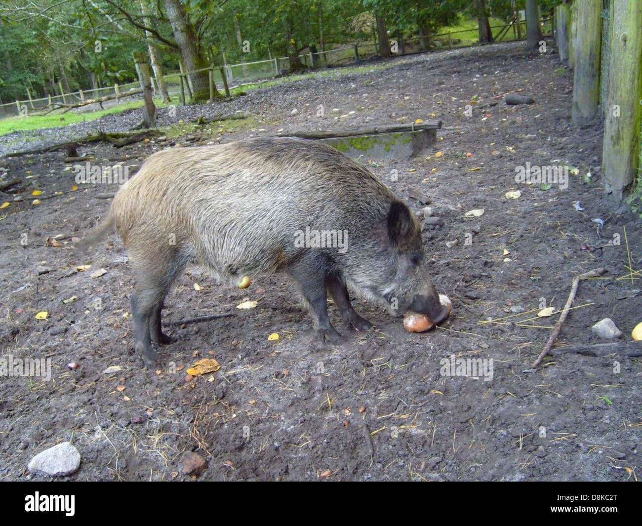 A wild boar stands in a forested area, showcasing its distinct tusks ...
