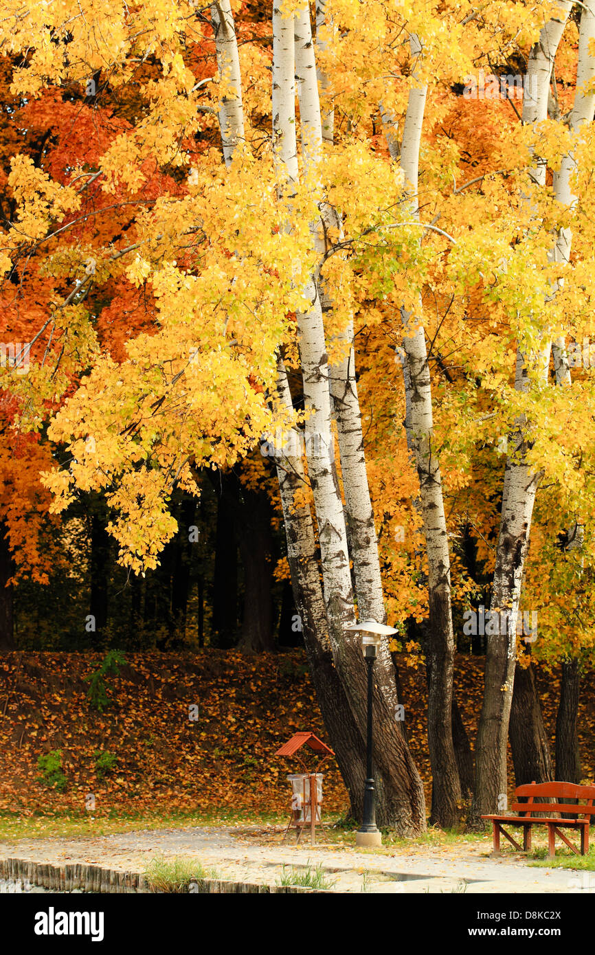Maple bench hi-res stock photography and images - Alamy