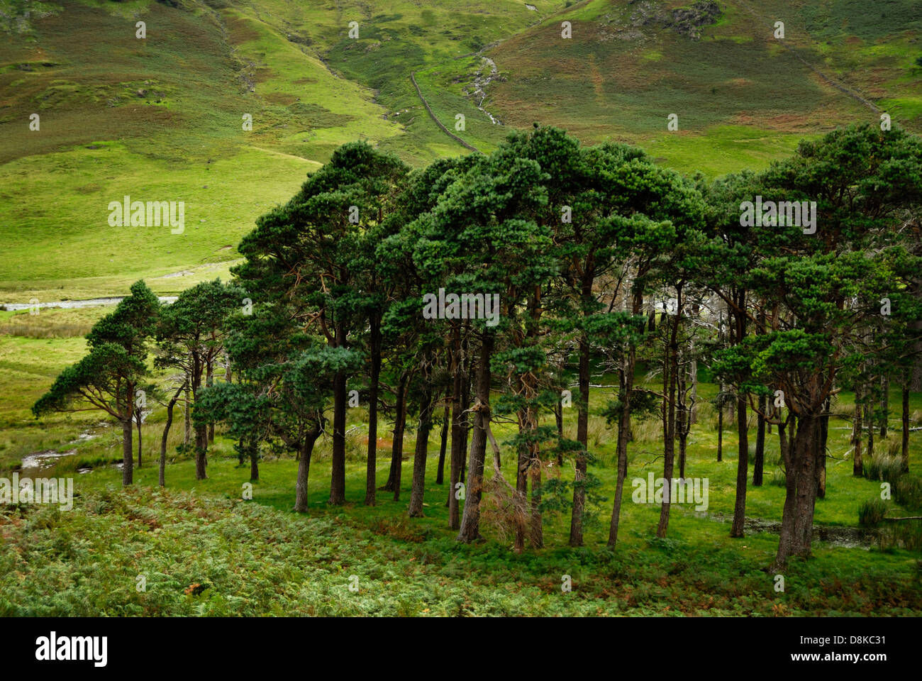 Pine trees, Haystacks, Wainwright walk, Lake district,Cumbria,England ...