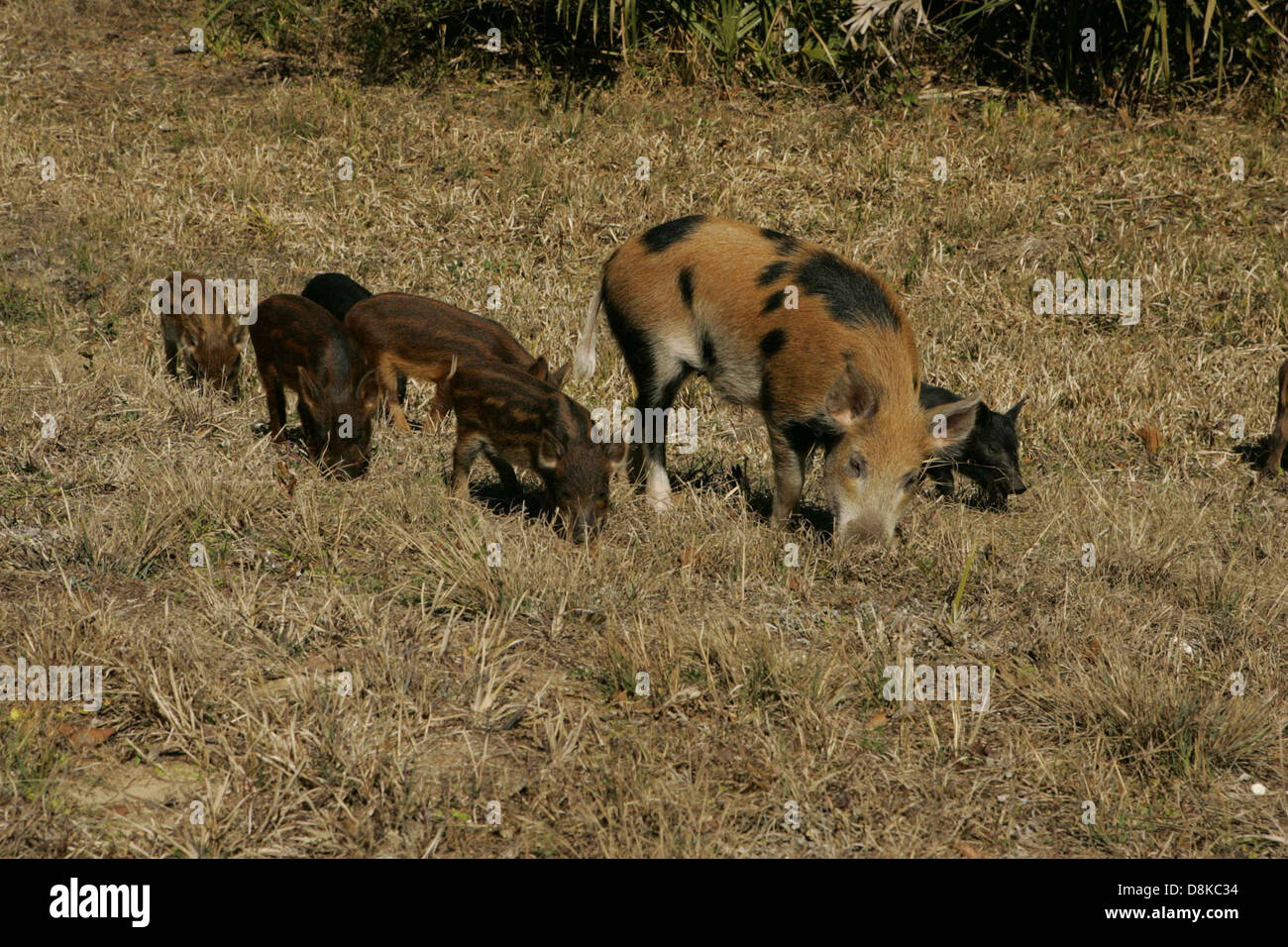 Pig natural habitat hi-res stock photography and images - Alamy