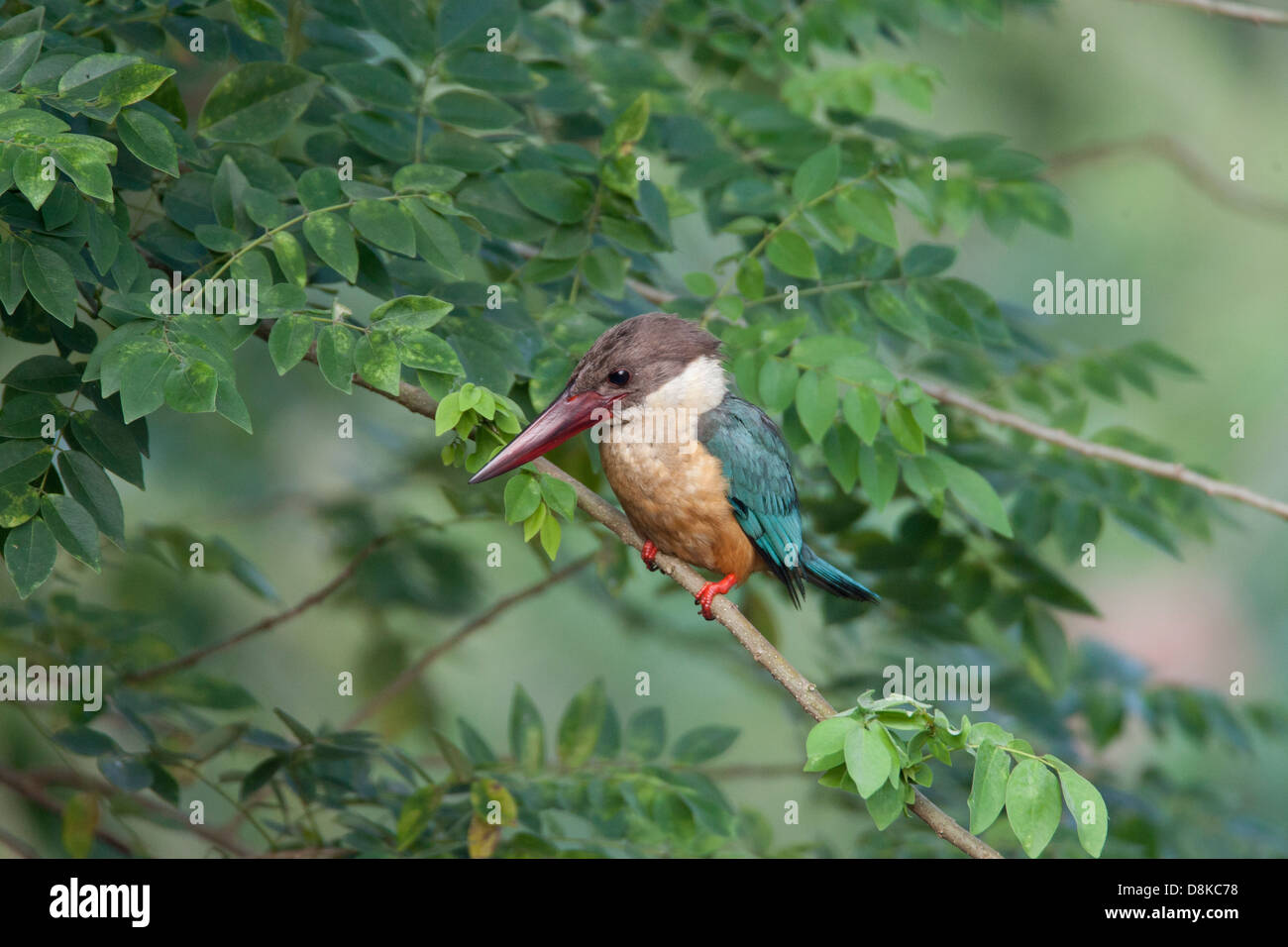 Kingfishers in goa hi-res stock photography and images - Alamy