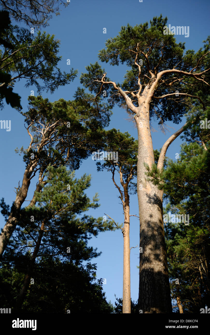 Scots pine trees lake district hi-res stock photography and images - Alamy
