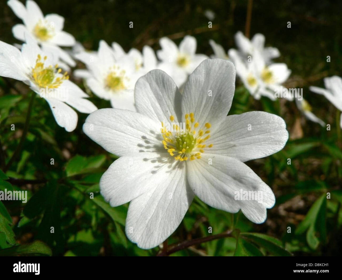 The wood anemone, a delicate and beautiful wildflower, is known for its ...