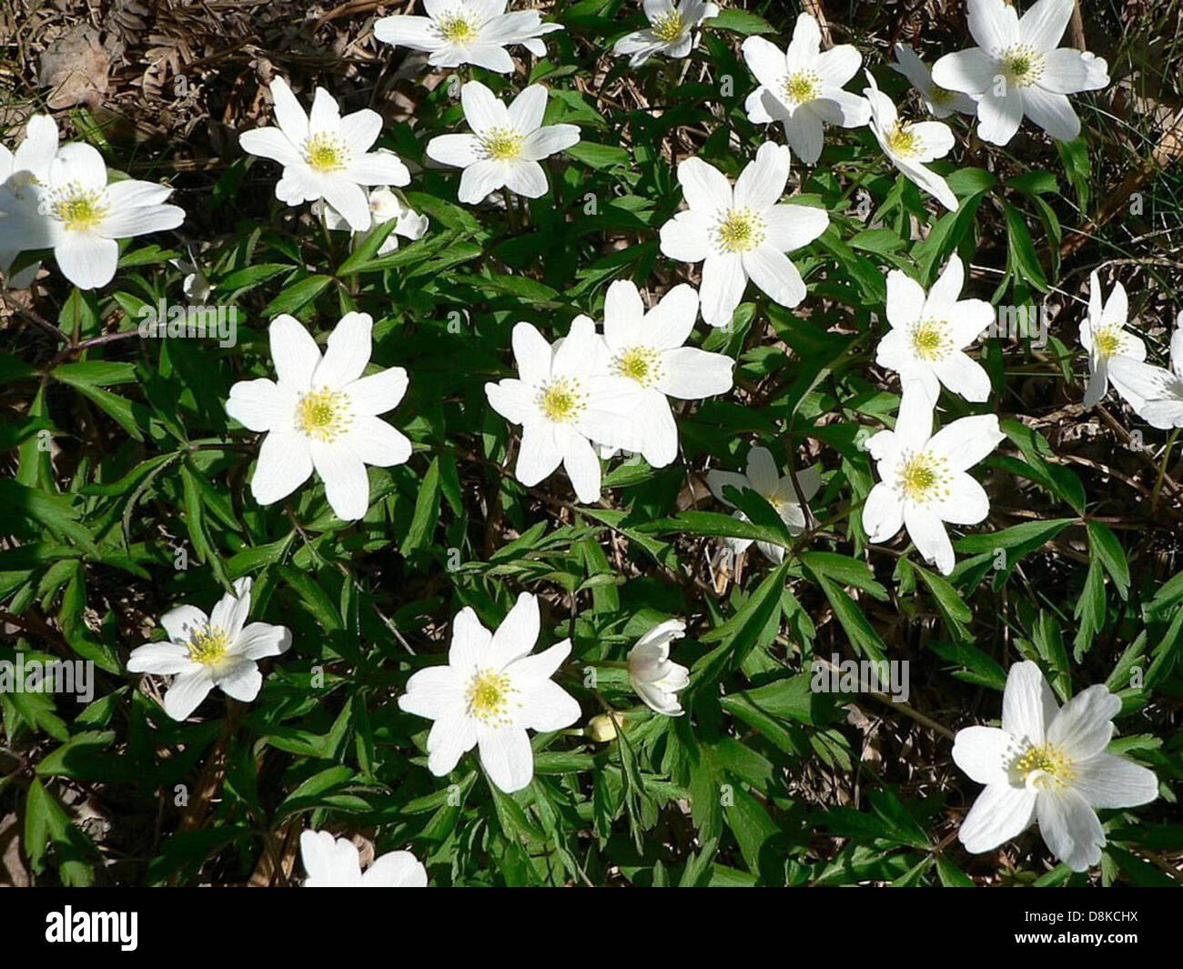 A wood anemone (Anemone nemorosa) blooms amidst grass, displaying its ...