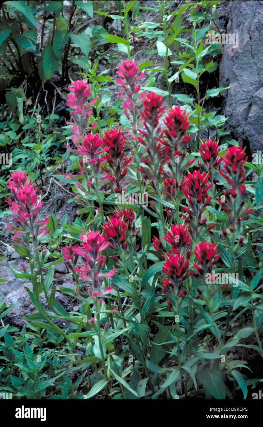 Linariifolia High Resolution Stock Photography and Images - Alamy