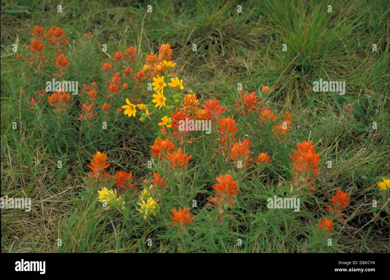 Yellow and orange prairie paintbrush flowers castilleja purpurea Stock ...