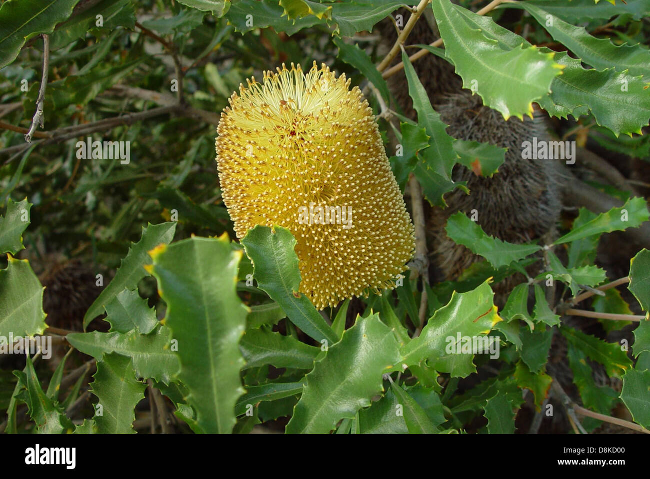 This image features the vibrant yellow flowers of a Banksia plant. The ...
