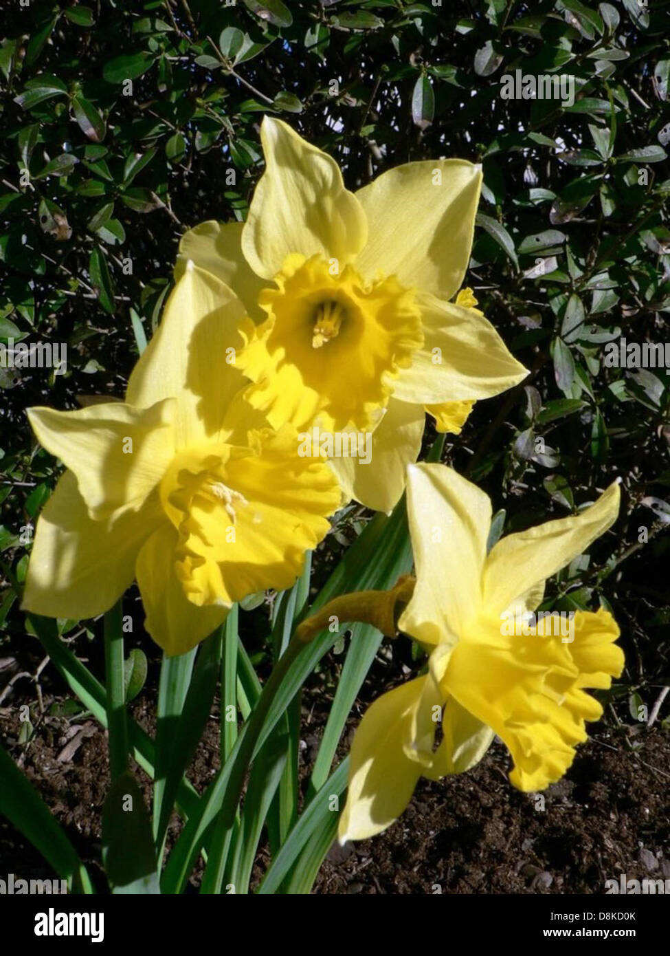 A close-up image of a yellow daffodil flower in full bloom. The vibrant ...