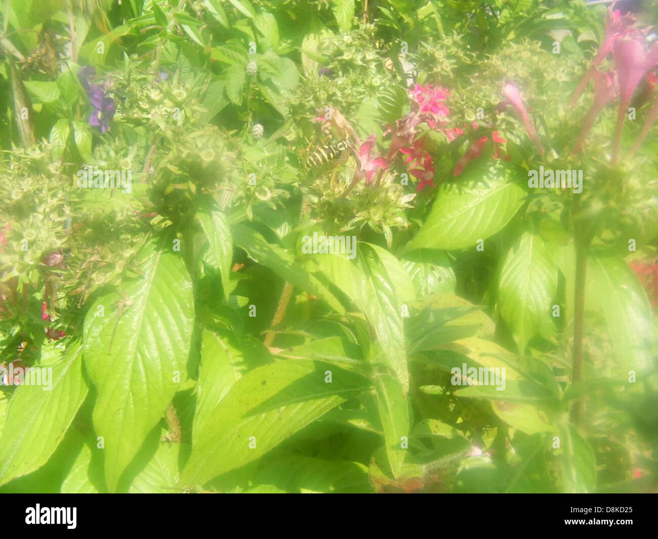 Yellow jacket on flower Stock Photo - Alamy